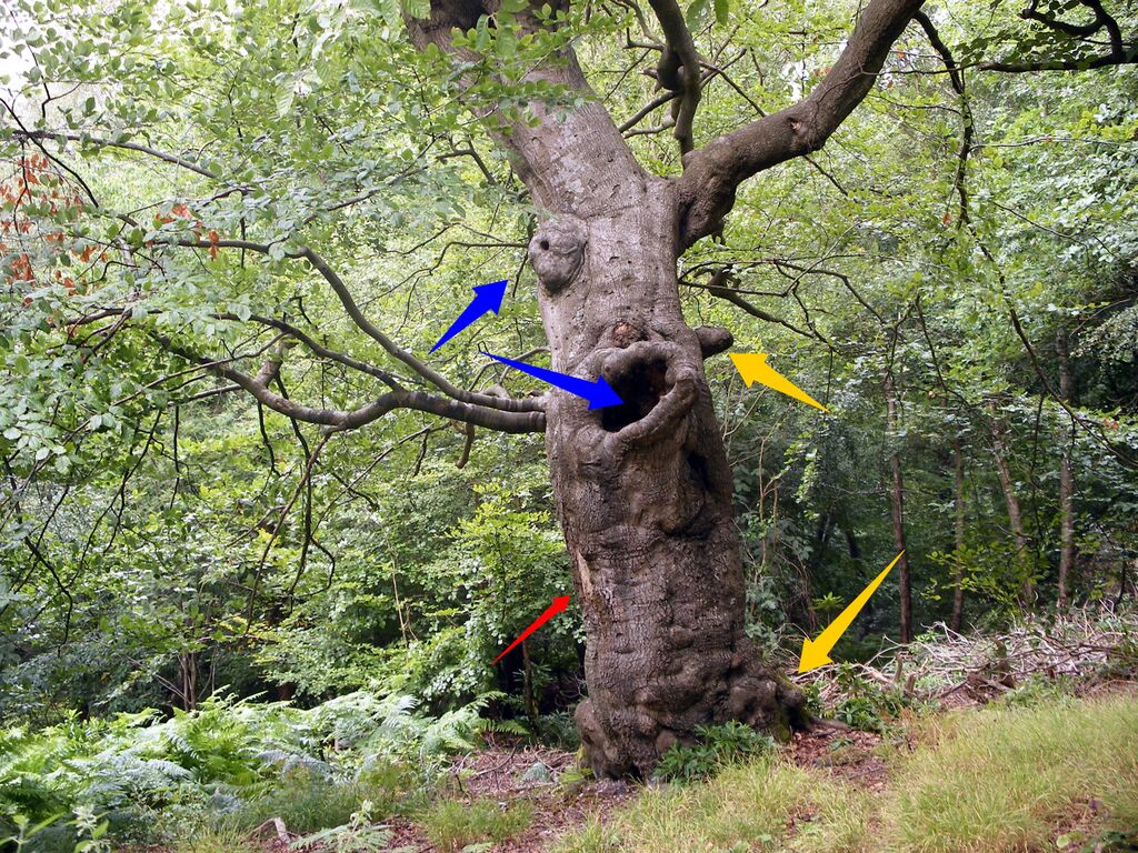 Photos & Documents – OTISS – Support